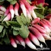 French Breakfast Radish Heirloom Seeds Non-GMO Open
