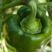 Emerald Giant Sweet Pepper Heirloom Seeds Non-GMO Open