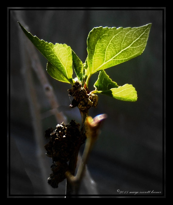 spring is coming by margaretkeenerphotos on Etsy