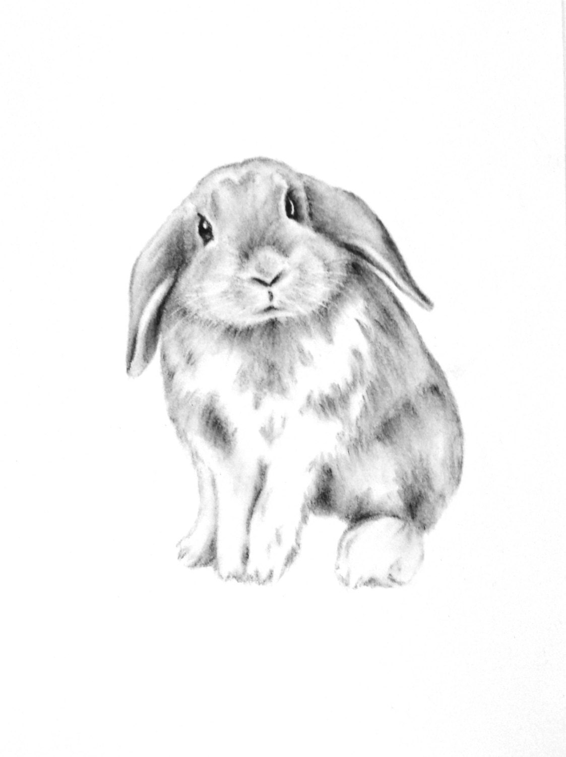 Bunny Rabbit Art ORIGINAL Rabbit Charcoal Drawing Bunny