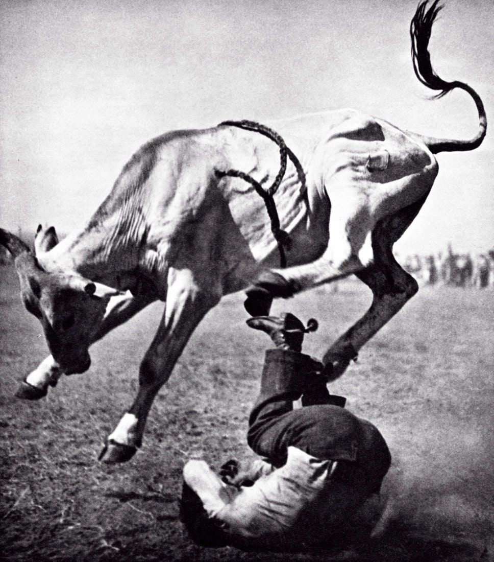 Bucking Bull poster Bull Riding Cowboy Bull Rider Rodeo