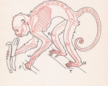 Popular items for monkey skeletons on Etsy