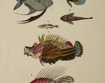 Popular items for exotic fish on Etsy