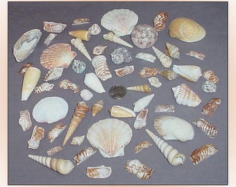 Turkey wing shells | Etsy