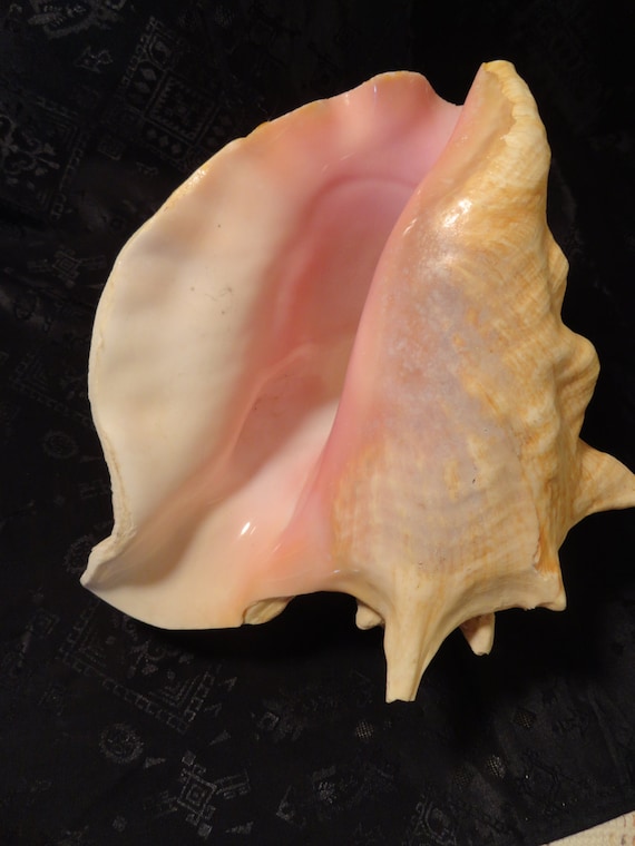 Large Conch Sea Shell Large Conch Sea Shell
