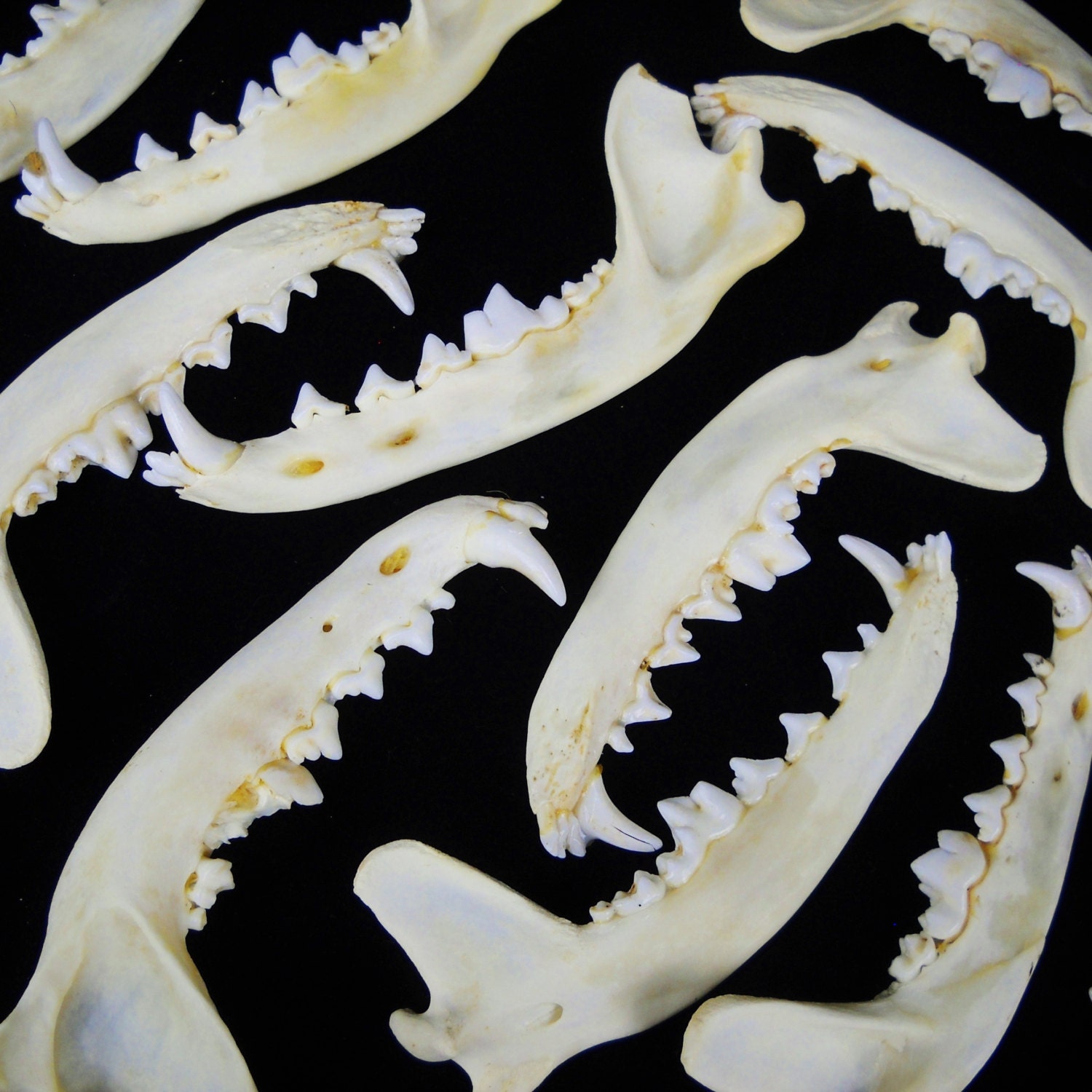 5-6 Coyote Jaw Bone Real Mandible Taxidermy Animal Head