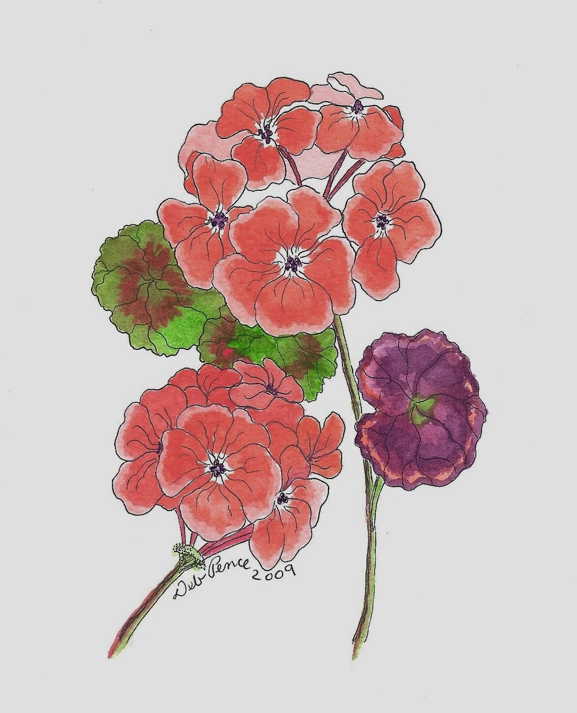 Geraniums Watercolor Print
