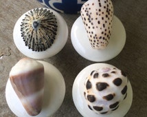 Popular items for sea shell knobs on Etsy