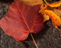 Popular items for fall leaves print on Etsy