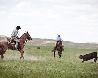 Standoff - fine art photography print, Nebraska cowboy, cattle ...