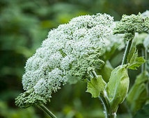 Photo of Pushki Plant, Macro Photography, Leaf Photo, Nature ...