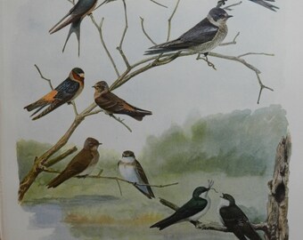 Purple martin art | Etsy