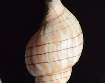 Popular items for tulip shell on Etsy