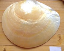 Popular items for golden lip shell on Etsy