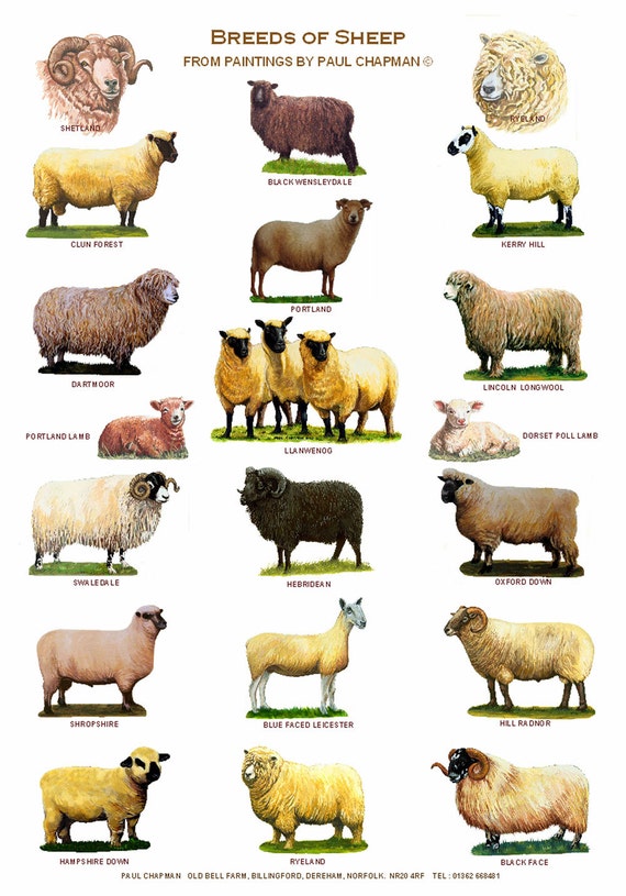 A4 Laminated Posters Breeds Of Sheep 2 Different Posters a4-laminated-posters-breeds-of-sheep-2-different-posters