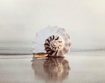 Seashell Photography Sea Shell Photography Seashell Photo