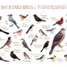 Wisconsin Backyard Birds Field Guide Art Print / Watercolor