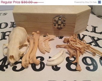Black Friday Sale Taxidermy Bone Lot, Vertebrae, Real Animal skull ...