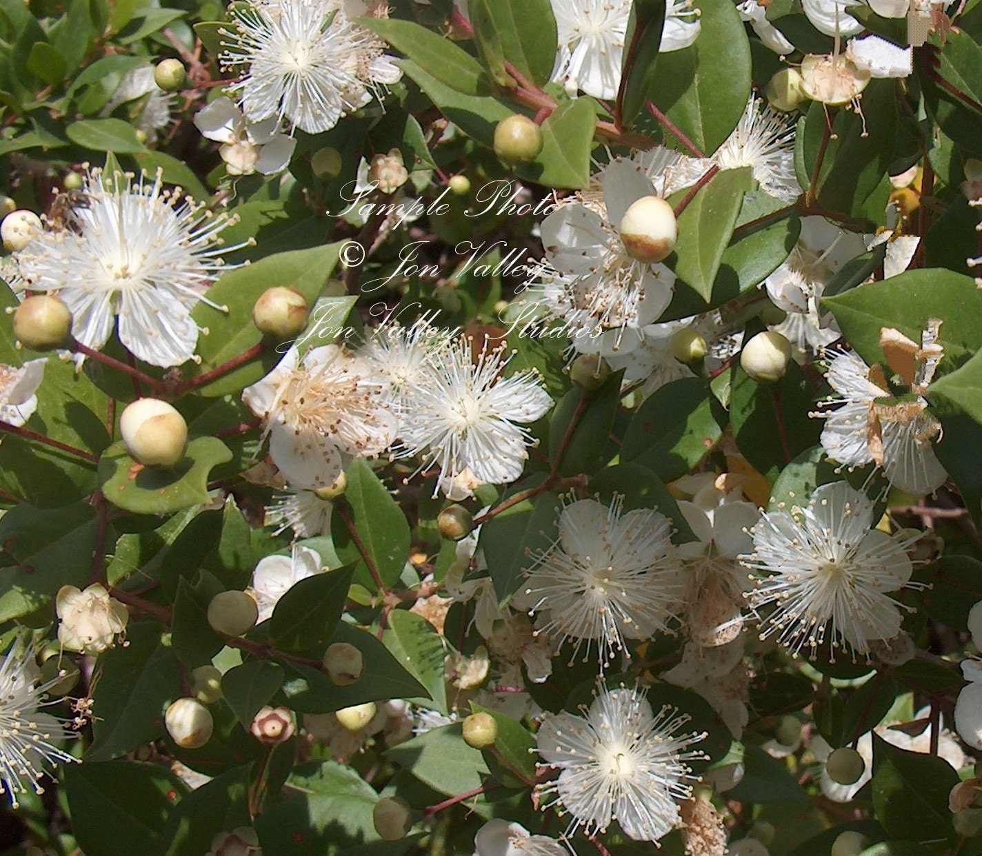 Myrtus communis Greek myrtle Seeds Ships from US by SERENDIPITYLN Myrtus communis Greek myrtle Seeds Ships from US by SERENDIPITYLN