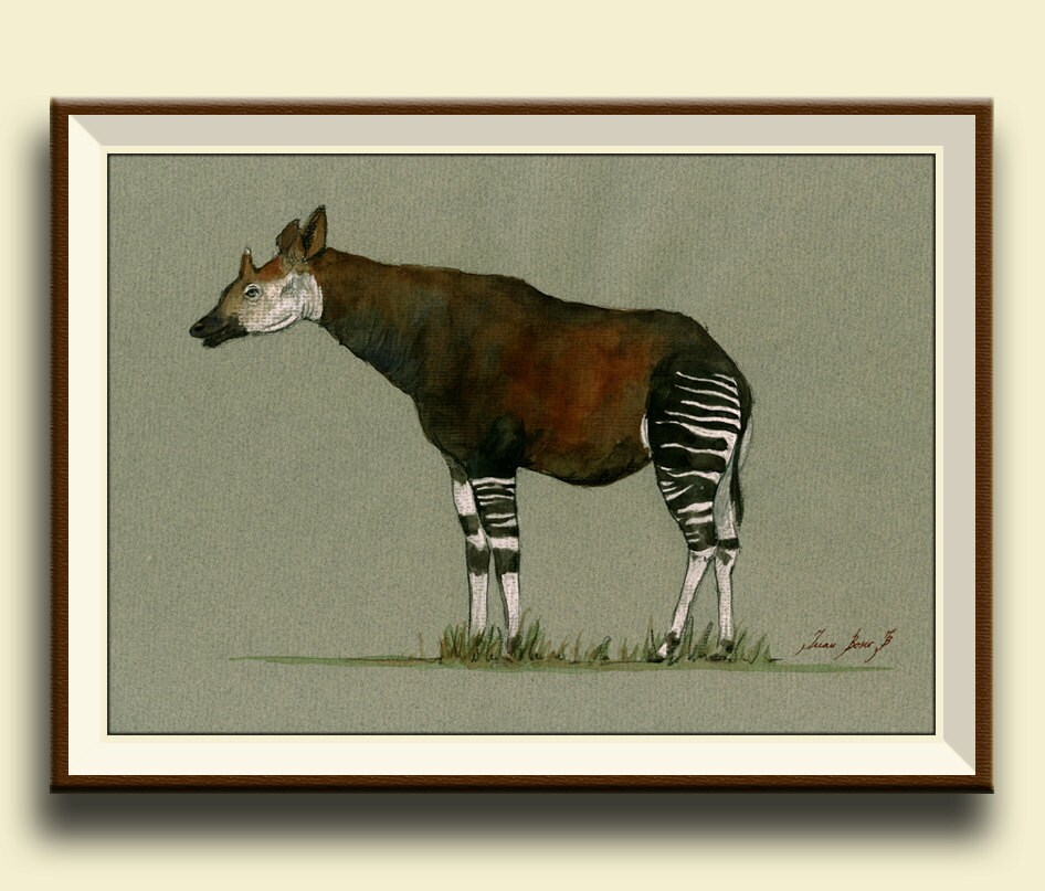 PRINT-Okapi animal-african wild Opaki gifaffe family Africa