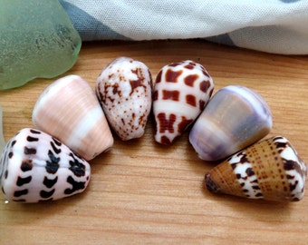 Popular items for cone shell jewelry on Etsy