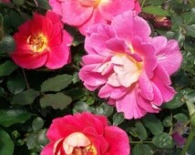 Popular items for prairie sunset on Etsy