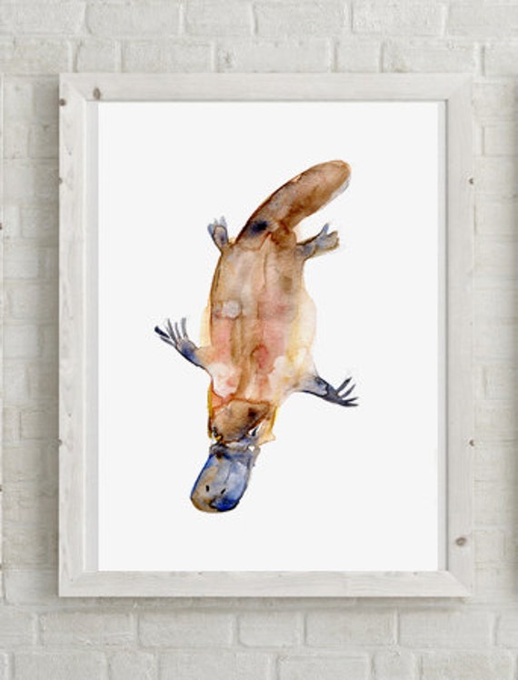 Platypus Art Platypus watercolor painting Giclee by Zendrawing