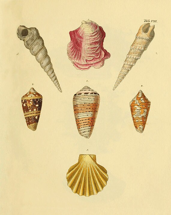 Antique seashell art print vintage nautical art print sea art