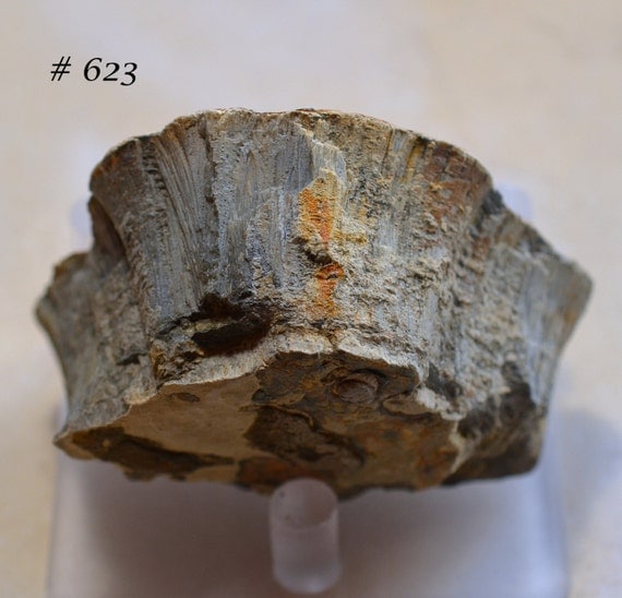 RARE Cone-In-Cone Sedimentary Structures in by JonesMineralCabinet