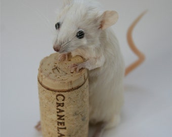 Bearded beer drinker Taxidermy Mouse