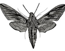 Unique moth illustration related items | Etsy