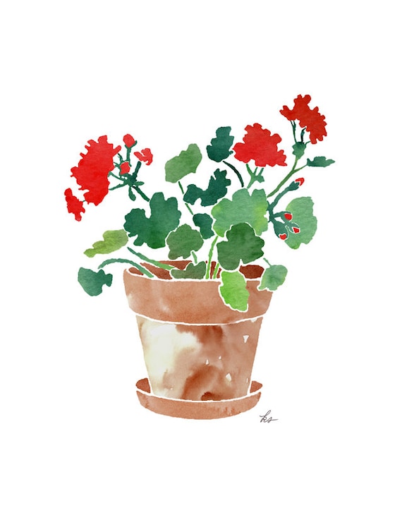 Geranium geranium drawing geranium painting by kerrysimmonsart