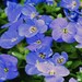 Rockcress Cascading Blue Flower Seeds Aubrieta Hybrida