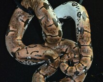 Popular items for clay snake on Etsy