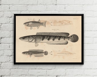 Catfish art | Etsy