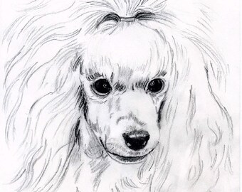Poodle drawing | Etsy