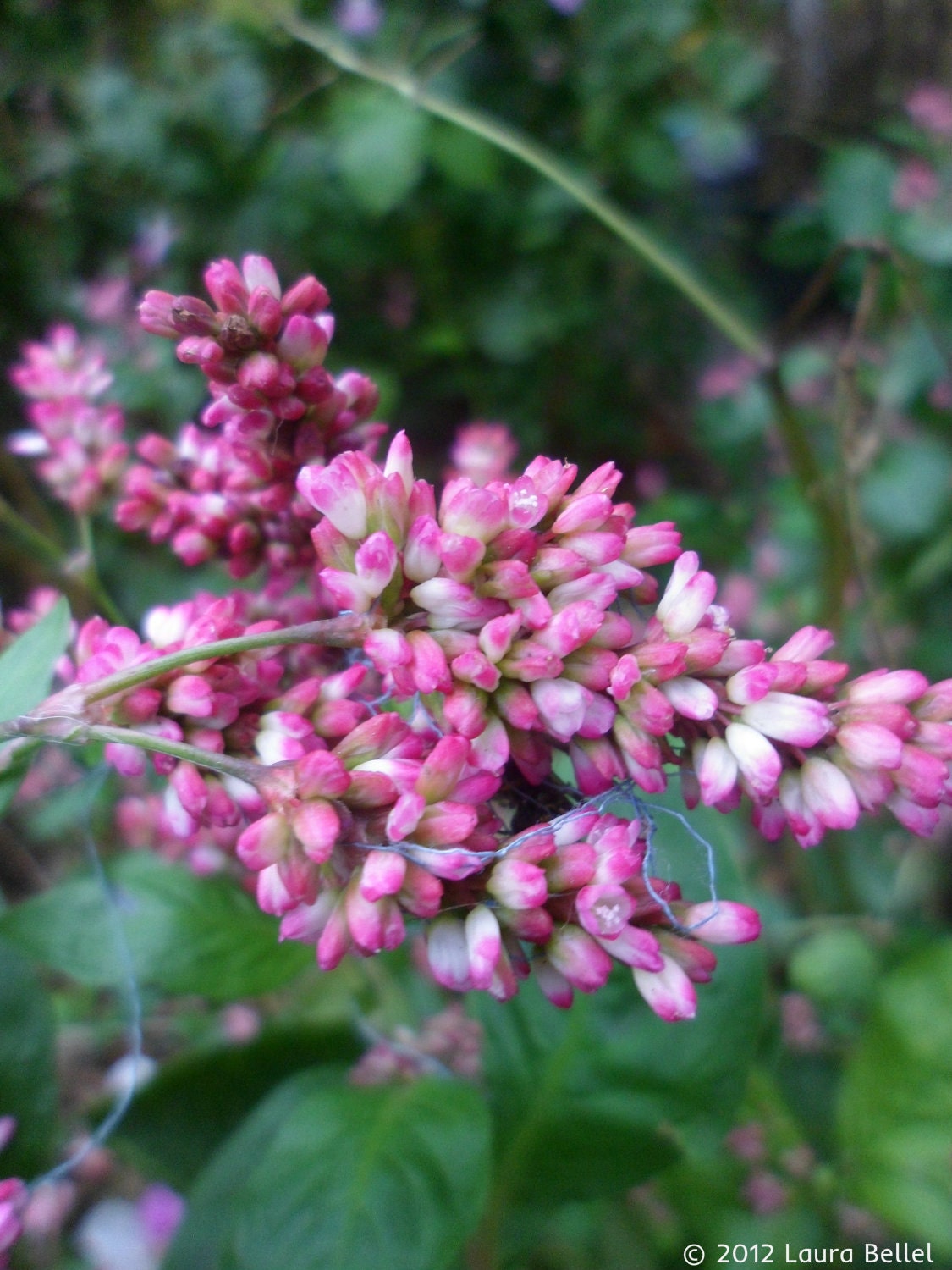 Indigo Seeds Japanese Indigo Persicaria Tinctoria Polygonum