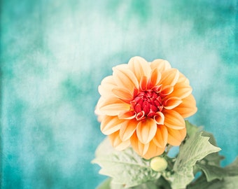 Flower Photography aqua decor blue white by CarolynCochrane