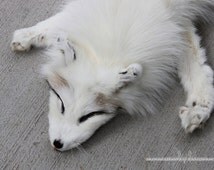 Popular items for soft mount on Etsy