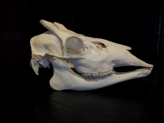 Real animal buck deer skull spike antler horn white tail