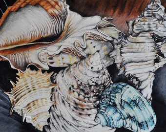 Unique seashell drawings related items | Etsy