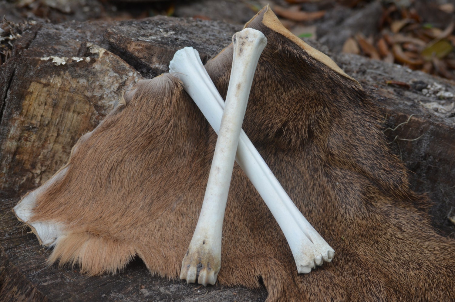Deer Leg Bones Set Of 2 Deer Leg Bones Set Of 2