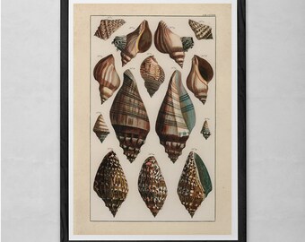 BEAUTIFUL SEASHELL PRINT Antique Seashell by EncorePrintSociety