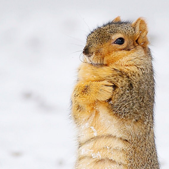 Brrrrrrr It's Cold Out Squirrel Photo Winter by shopatmoxie