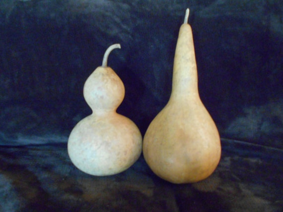 1 dried bottle gourd and 1 dried dipper gourd.
