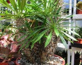 Succulents and Cactus Plants Wedding favors Gifts. by CactusLimon