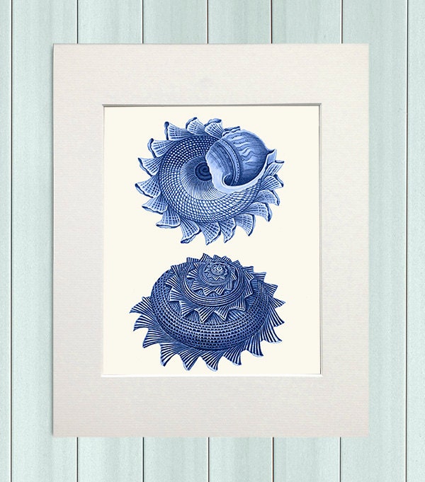Blue Sea shell art print Duo 2 seashell art by NauticalNell