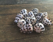 Unique hawaiian cone shell related items | Etsy