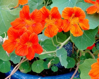 Nasturtium seeds | Etsy
