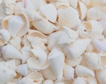 Popular items for craft shells on Etsy